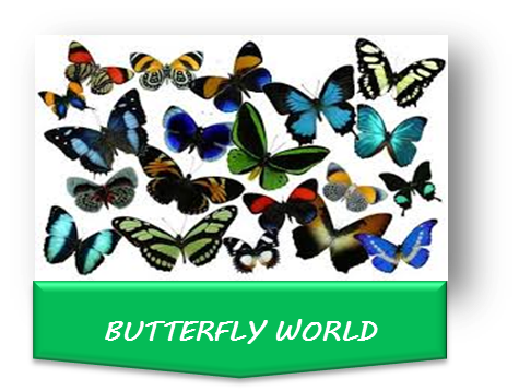 Butterfly World – Creative Origin Solutions